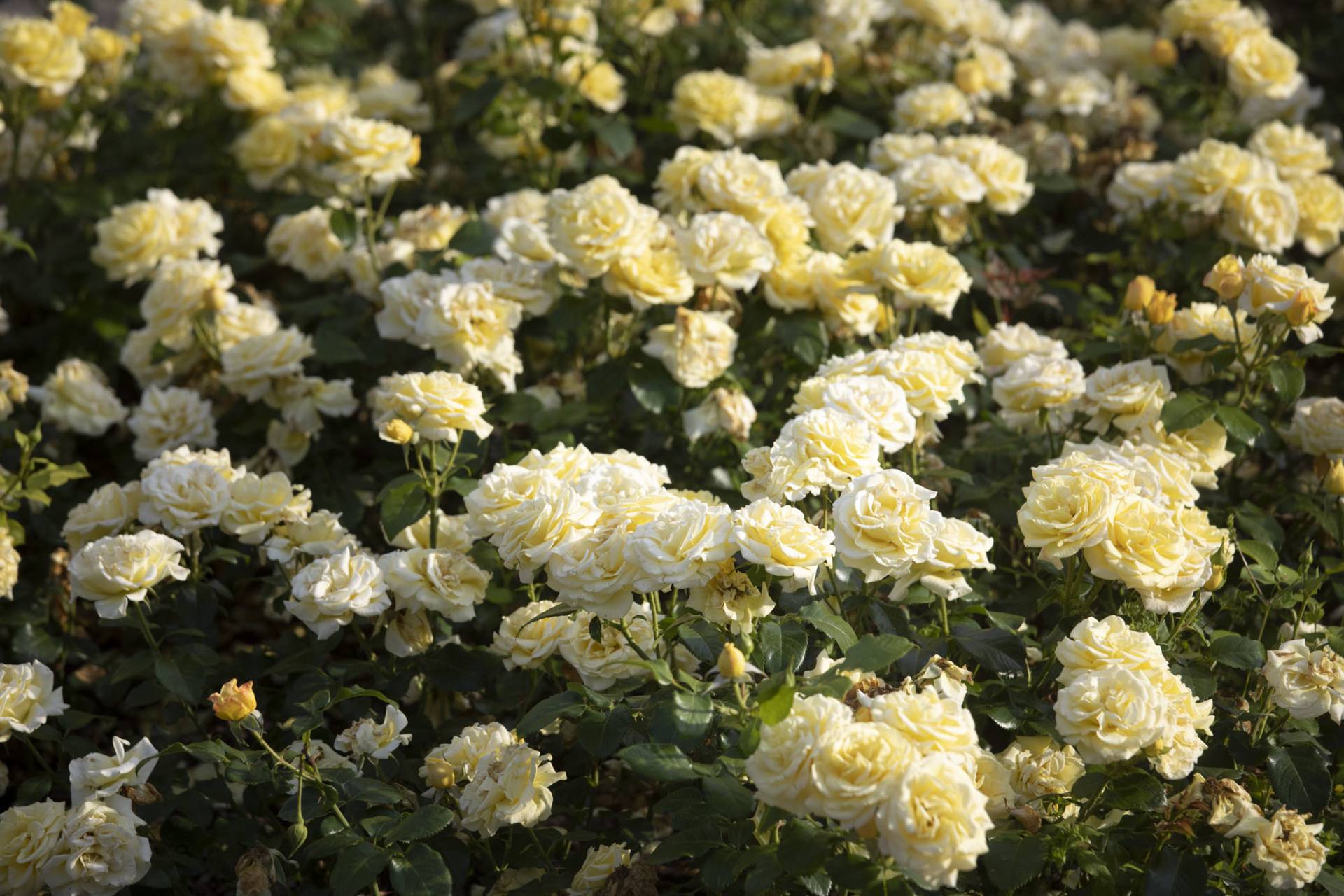 A visit to Munich's Rosengarten | simply Munich