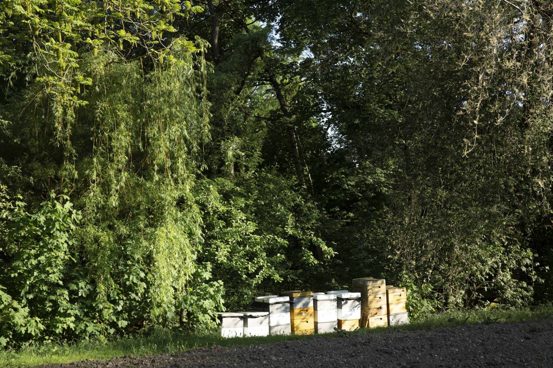 Viertelliebe: Giesing | einfach München