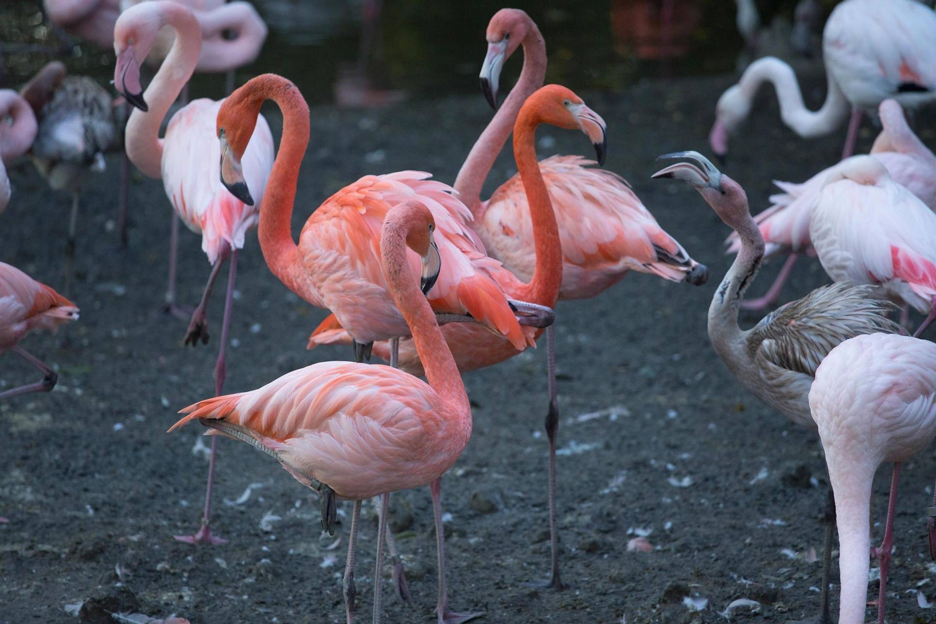 Tierpark Hellabrunn: all info about Munich zoo | simply Munich