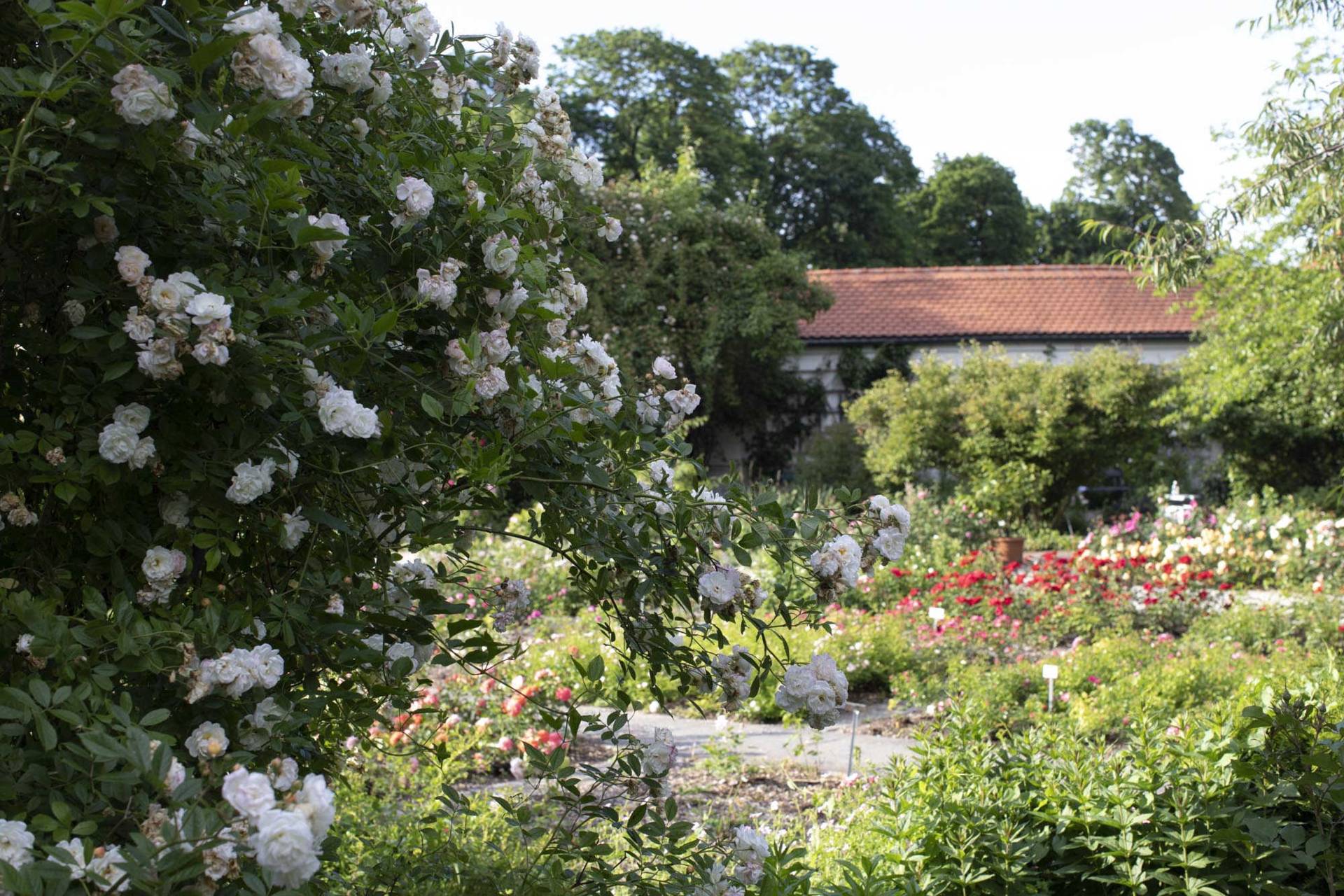 Ein Besuch im Münchner Rosengarten | einfach München