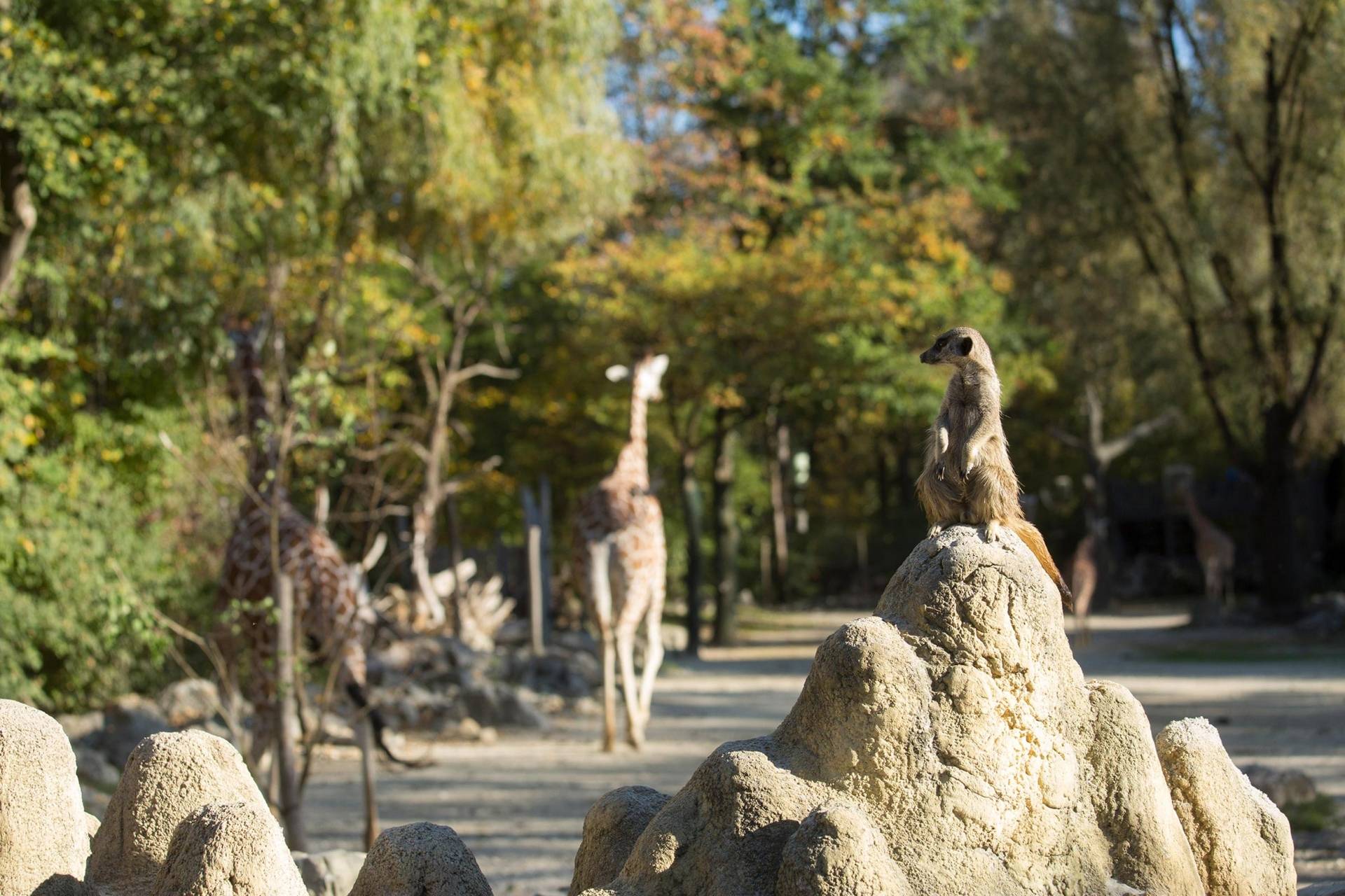 Tierpark Hellabrunn: Alle Infos zum Zoo in München | einfach München