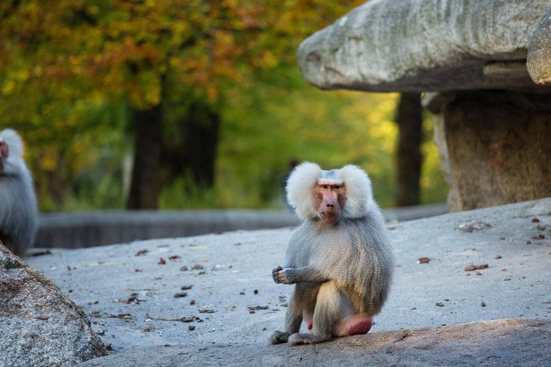Tierpark Hellabrunn: all info about Munich zoo | simply Munich