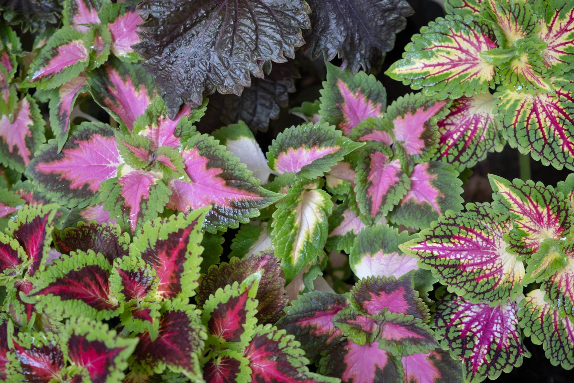 Rosina Ostler vom Restaurant Alois im Dallmayr | einfach München