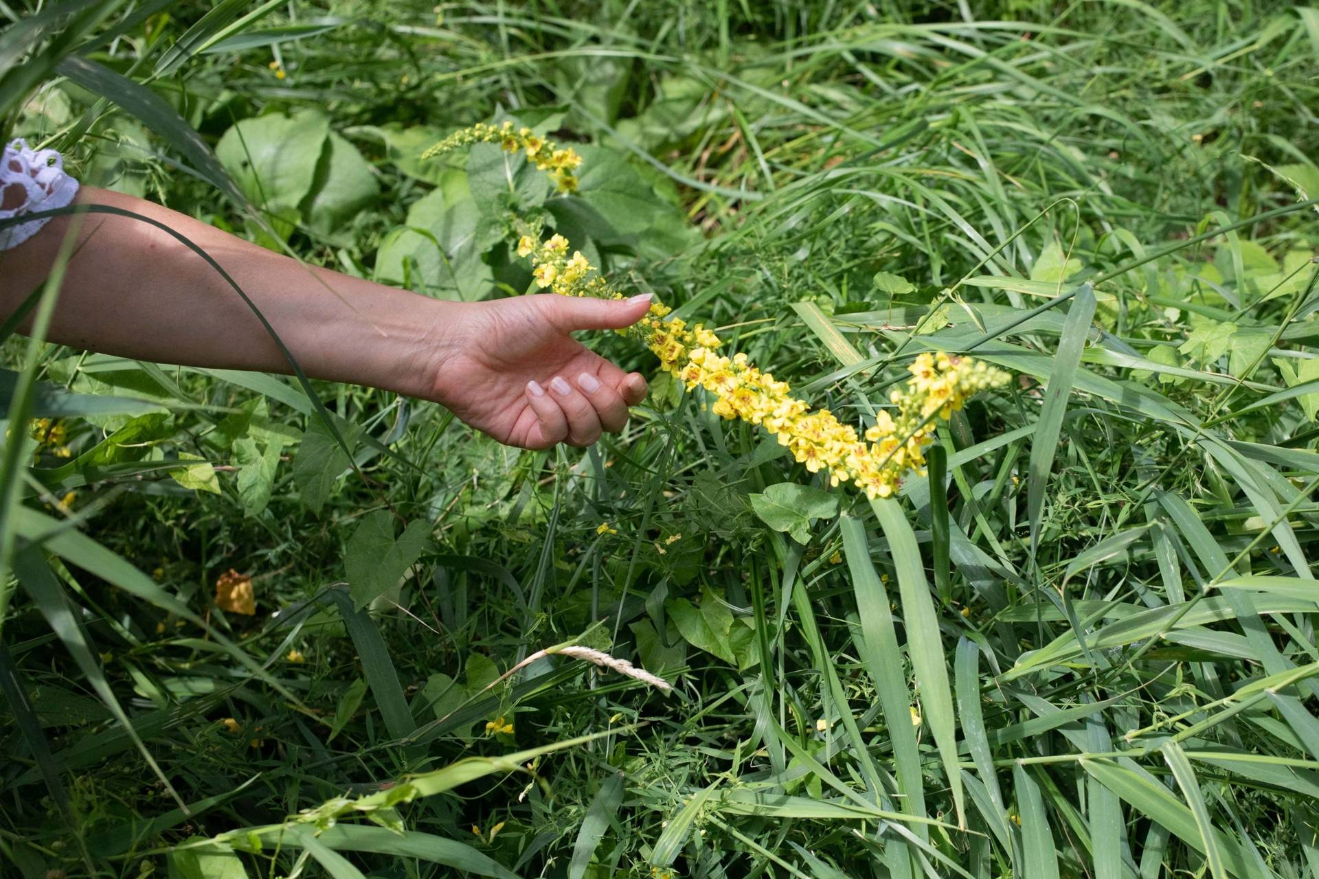 Wild herb trail on the Isar river | simply Munich