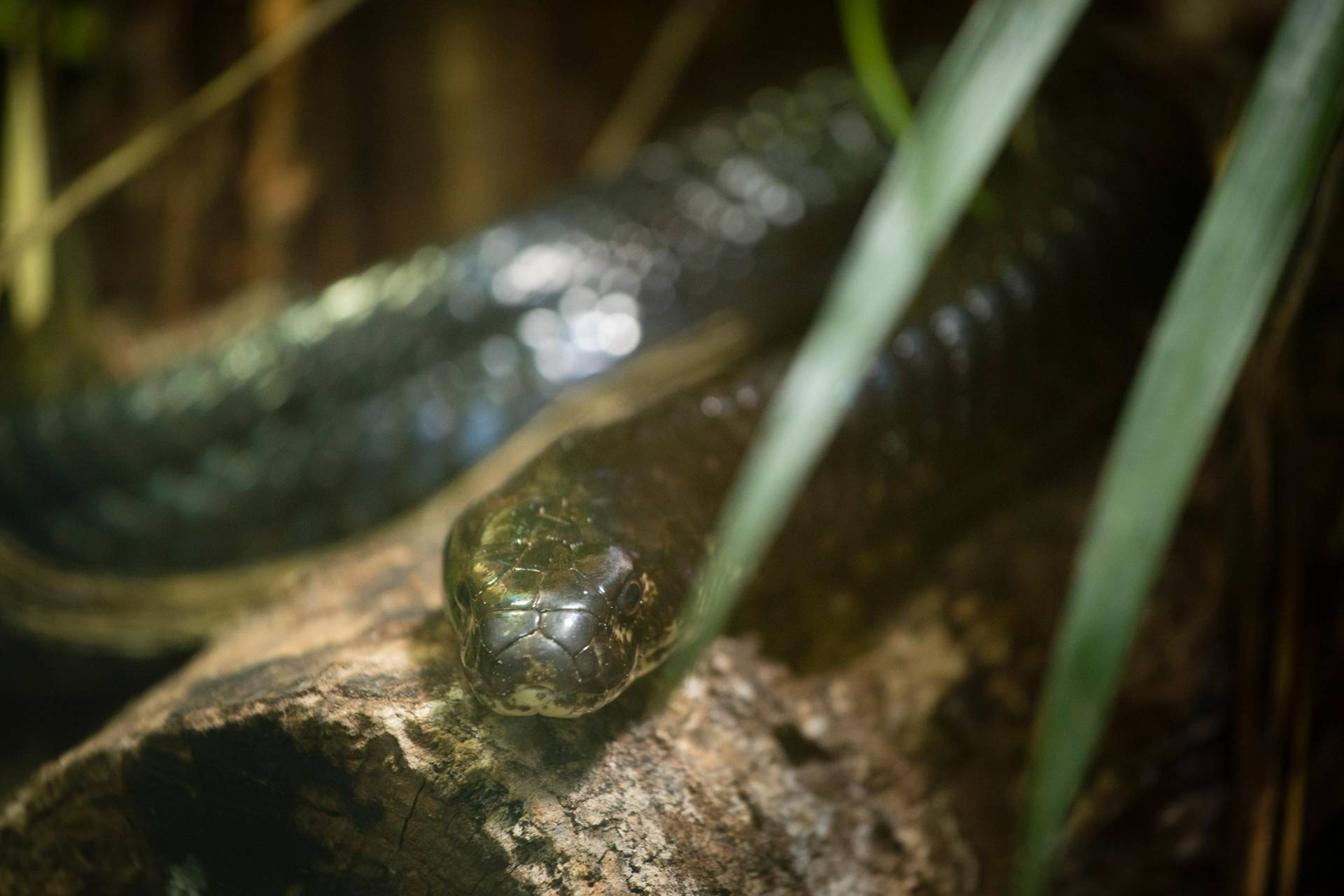Tierpark Hellabrunn: Alle Infos zum Zoo in München | einfach München